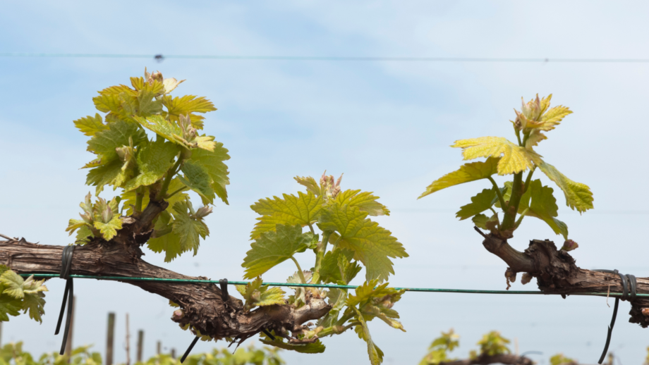 Bud Break in the Vineyard | The Unique Advantages of Using Mustard
