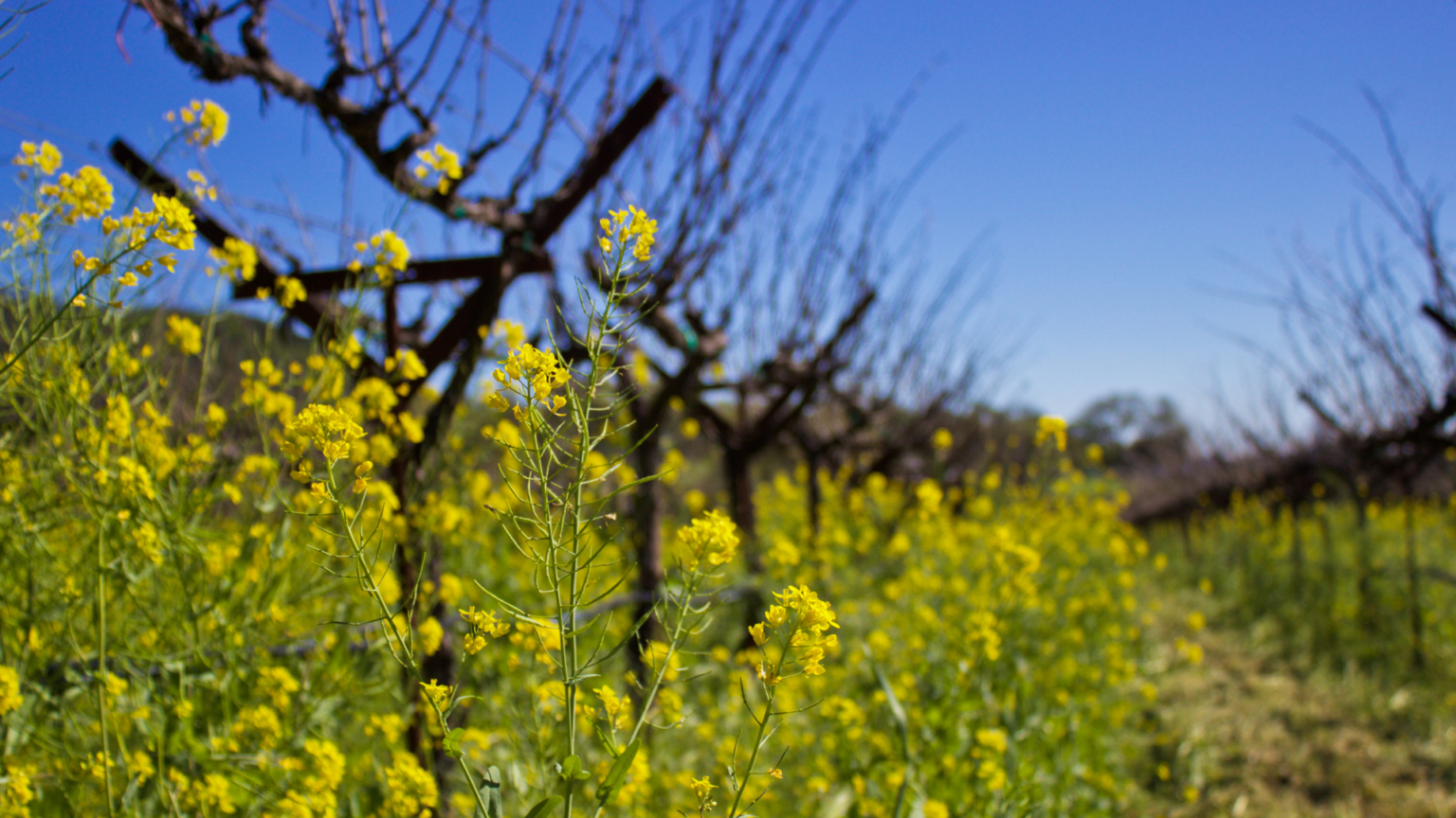 Bud Break in the Vineyard | The Unique Advantages of Using Mustard